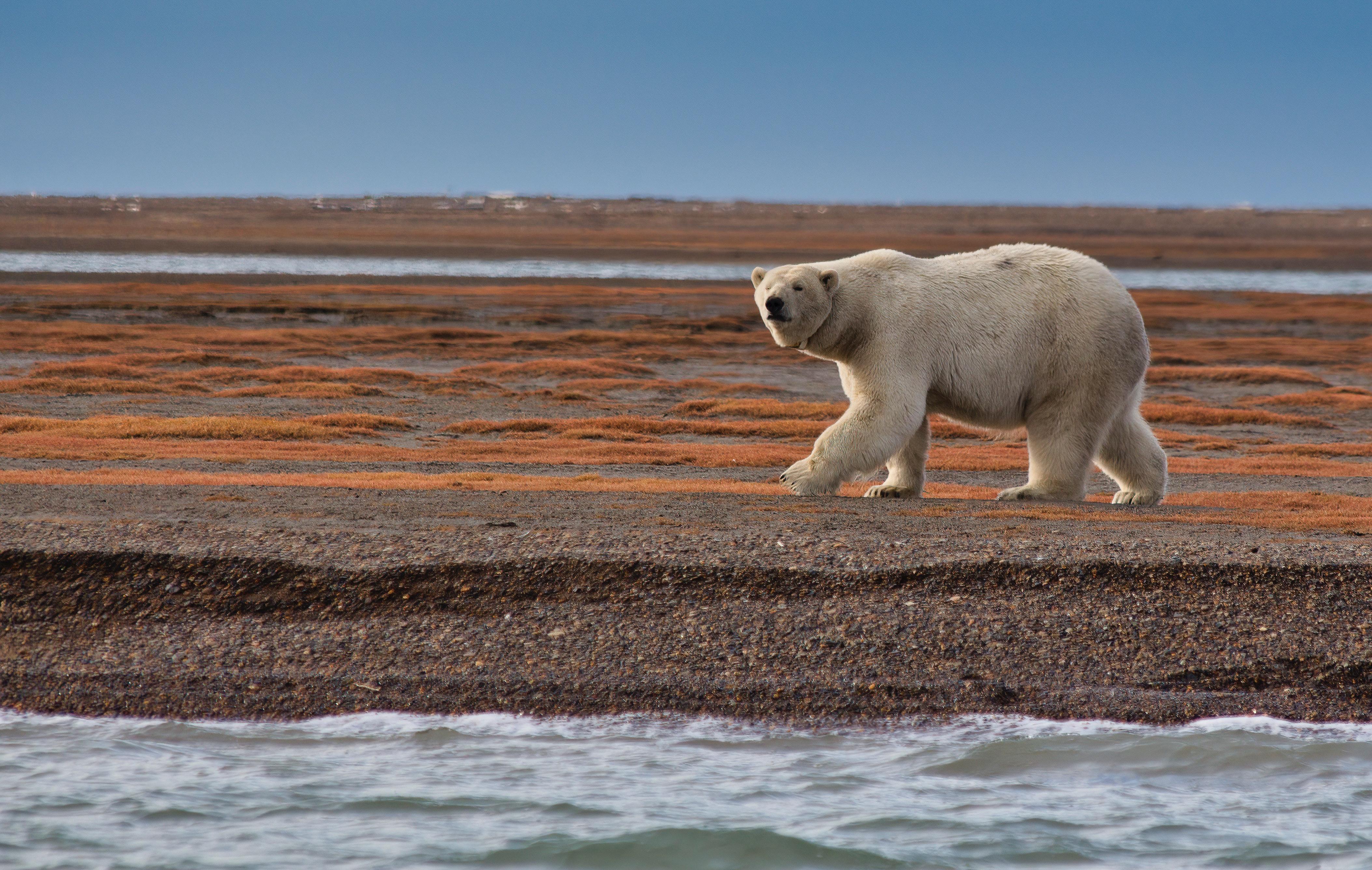 Where Do Polar Bears Live? - Where to Find Them in the Wild