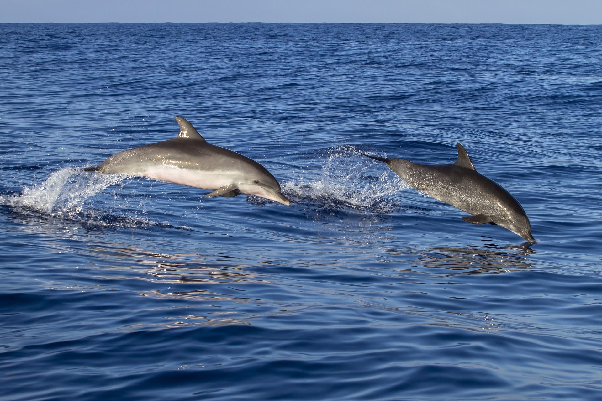 Dolphin Characteristics - Anatomy, Behavior and Communication