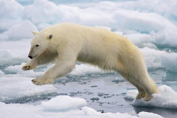 Where Do Polar Bears Live? - Where to Find Them in the Wild