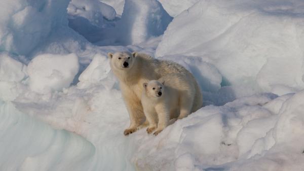 Where Do Polar Bears Live? - Where to Find Them in the Wild