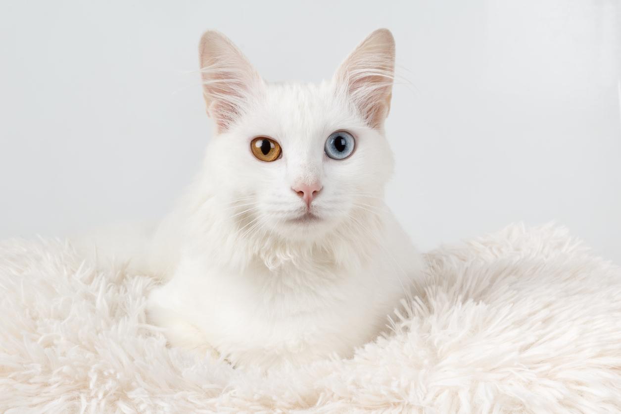 Why Do Some Cats Have Different Colored Eyes?