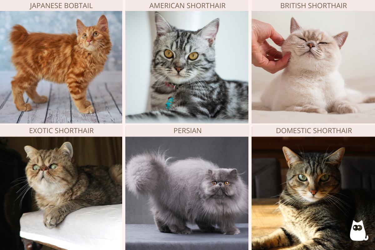 Calico Cat Personality and Types - Shorthair and Longhair