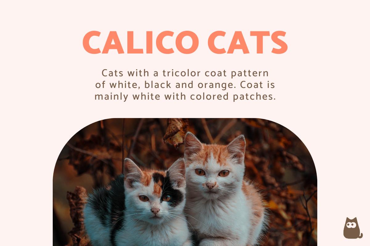 Calico Cat Personality and Types - Shorthair and Longhair
