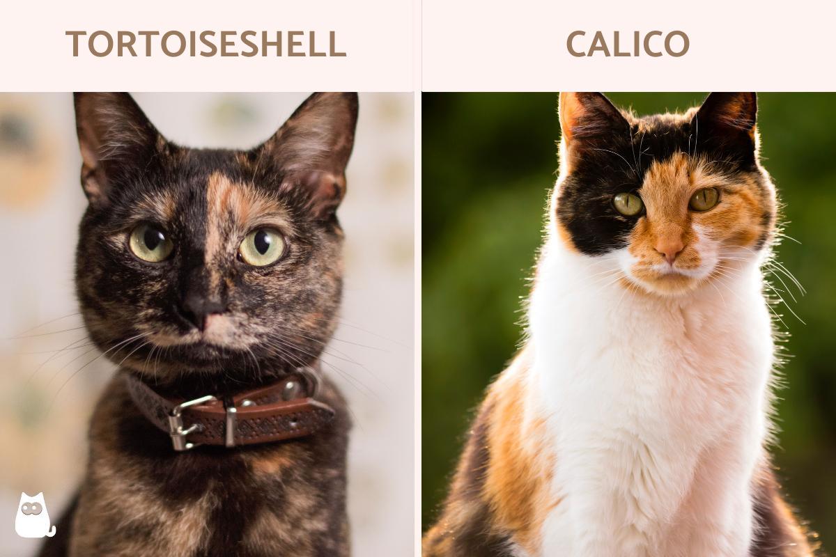 Calico Cat Personality and Types - Shorthair and Longhair