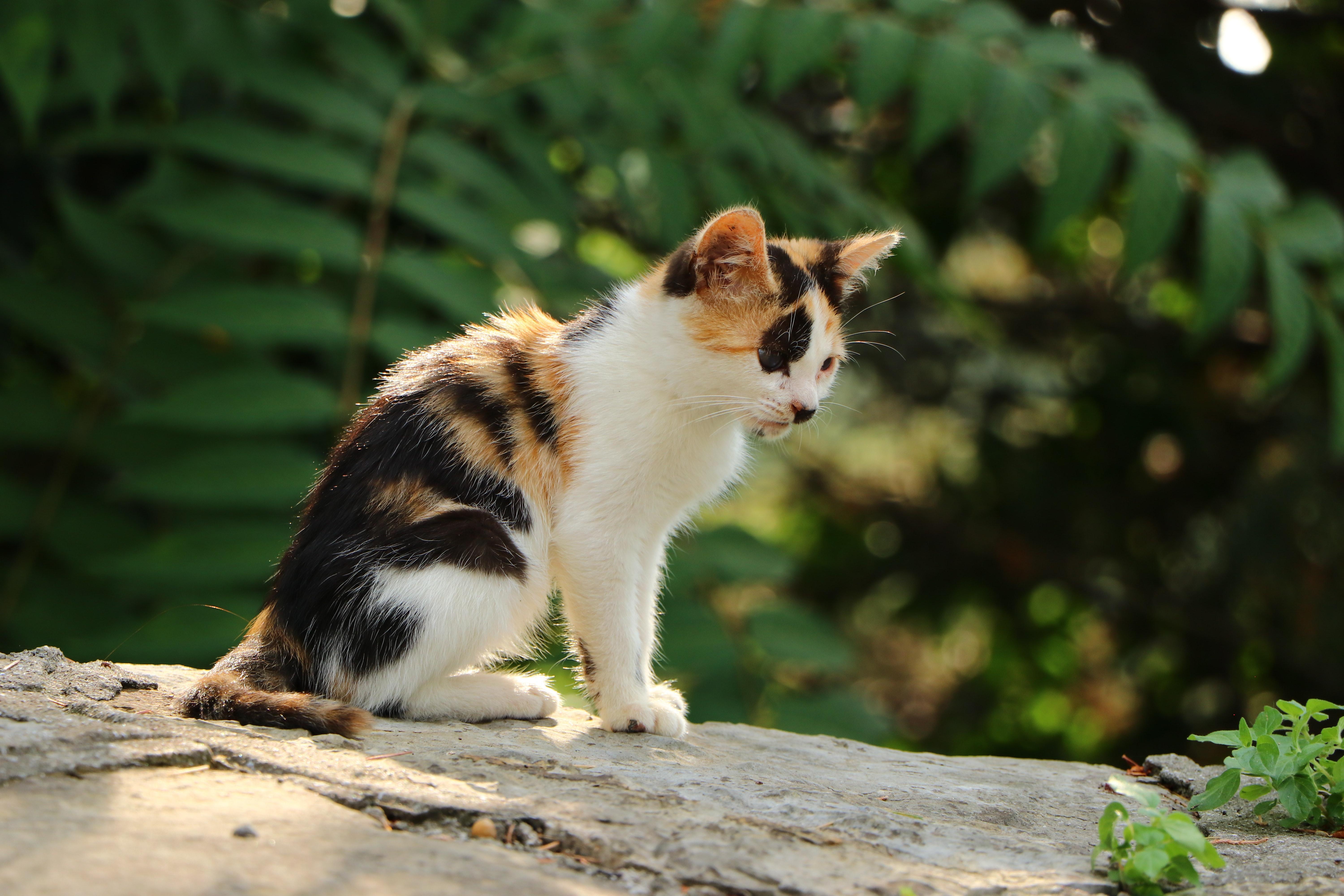 Calico Cat Personality and Types - Shorthair and Longhair