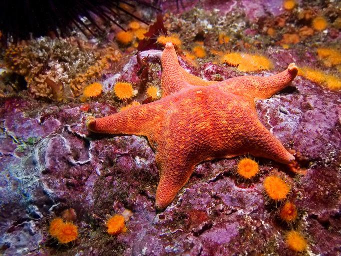 How Are Starfish Born? - Reproduction, Life Stages, and Development of ...