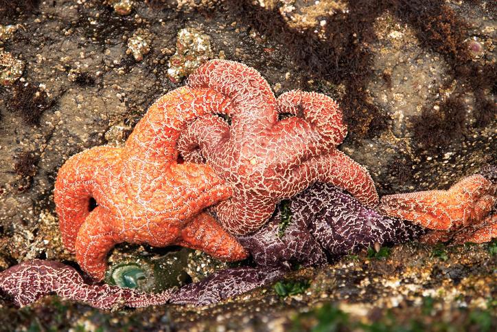 How Are Starfish Born? - Reproduction, Life Stages, and Development of ...