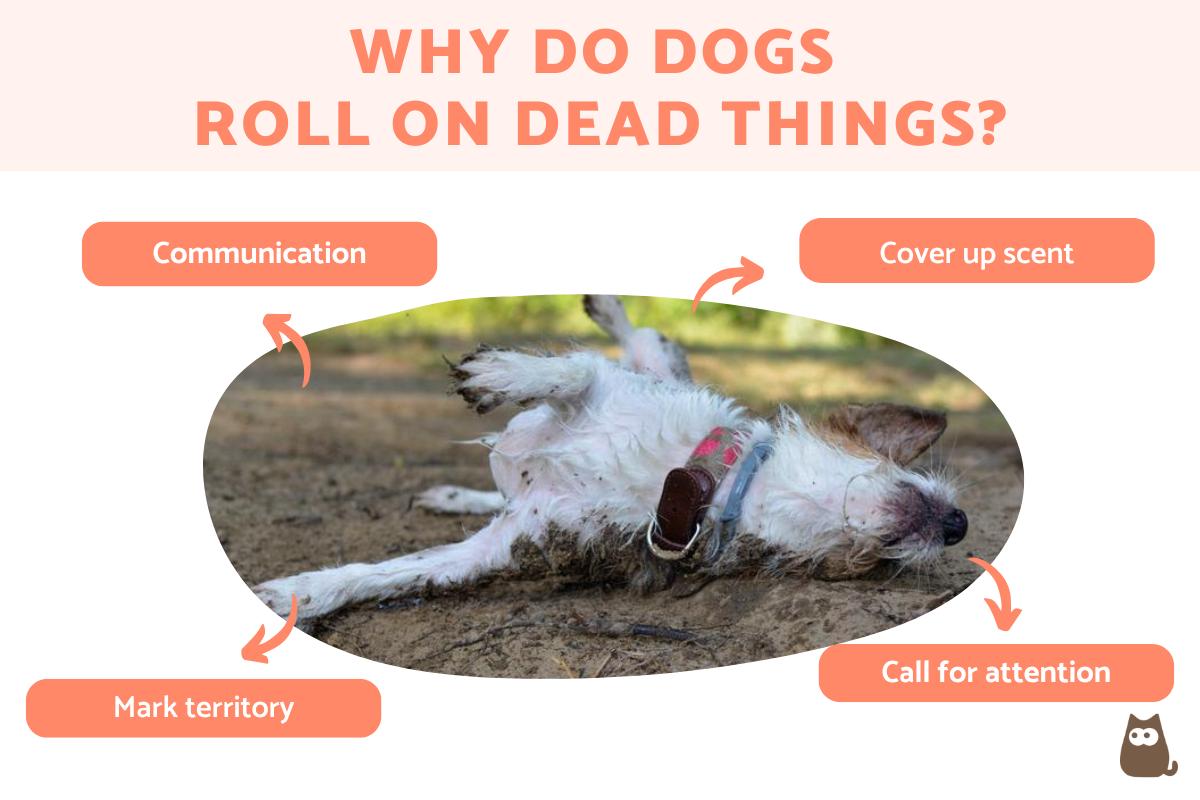 Why Do Dogs Roll in on Dead Things? - Rolling on Dead Animals