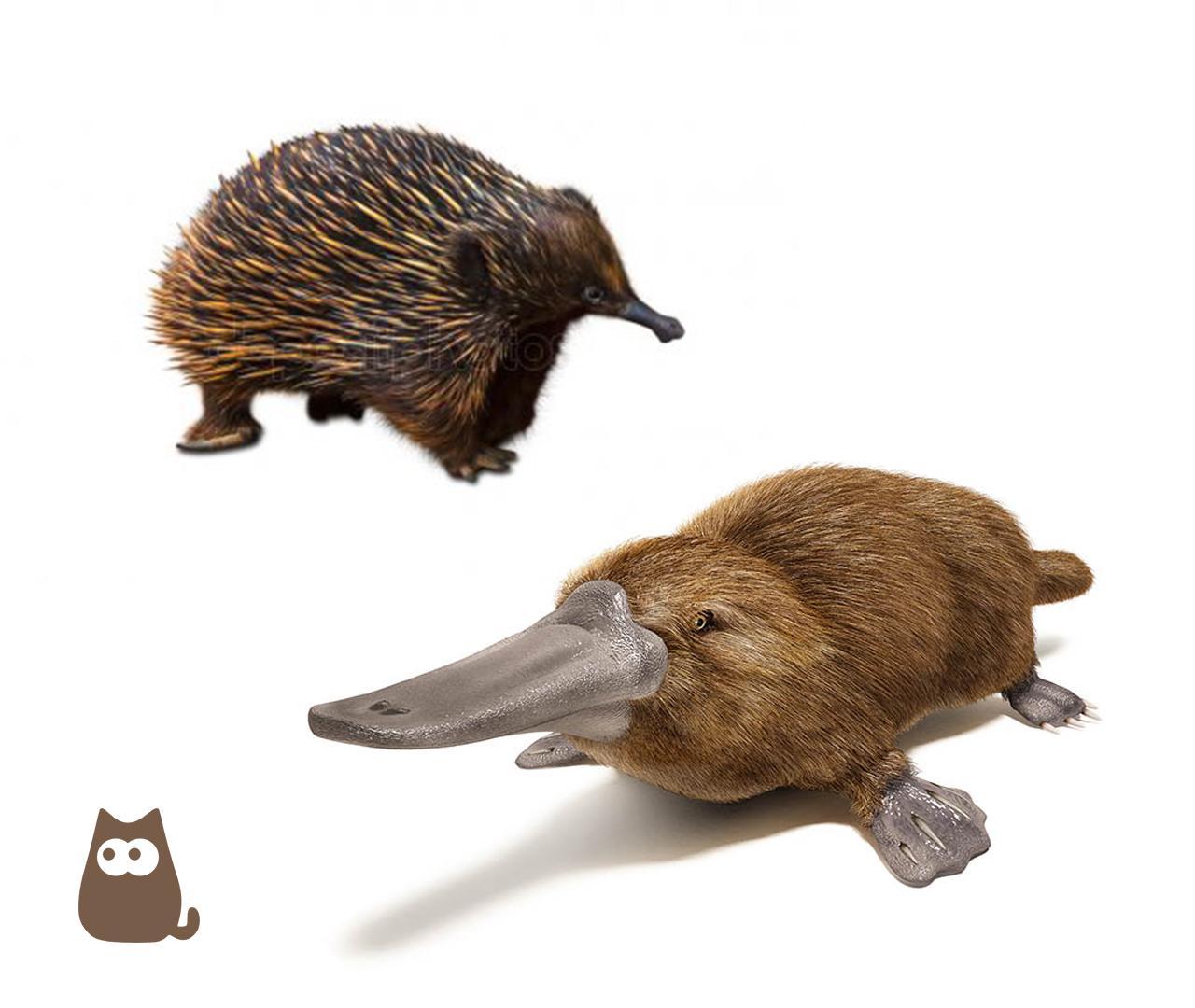 Examples of Mammals That Lay Eggs - Monotremes