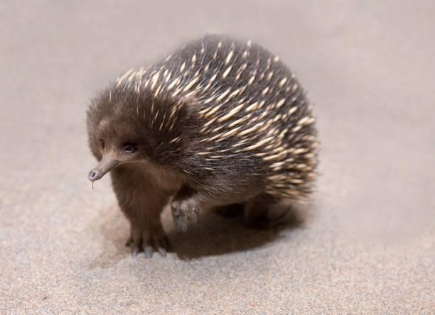 Examples of Mammals That Lay Eggs - Monotremes