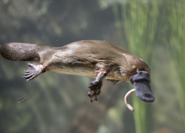 Examples of Mammals That Lay Eggs - Monotremes