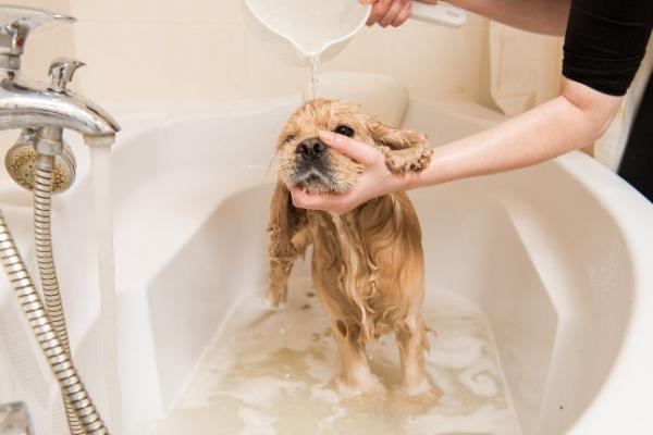 Ichthyosis in Dogs - Symptoms and Treatment