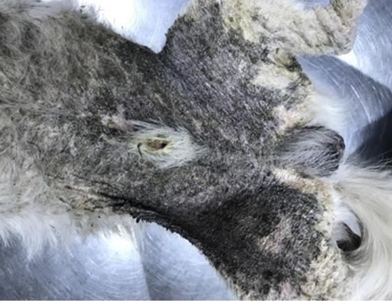 Ichthyosis in Dogs - Symptoms and Treatment