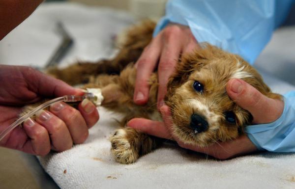 Enteritis in Dogs - Causes, Symptoms and Treatment