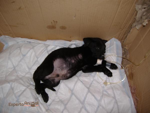 Enteritis in Dogs - Causes, Symptoms and Treatment