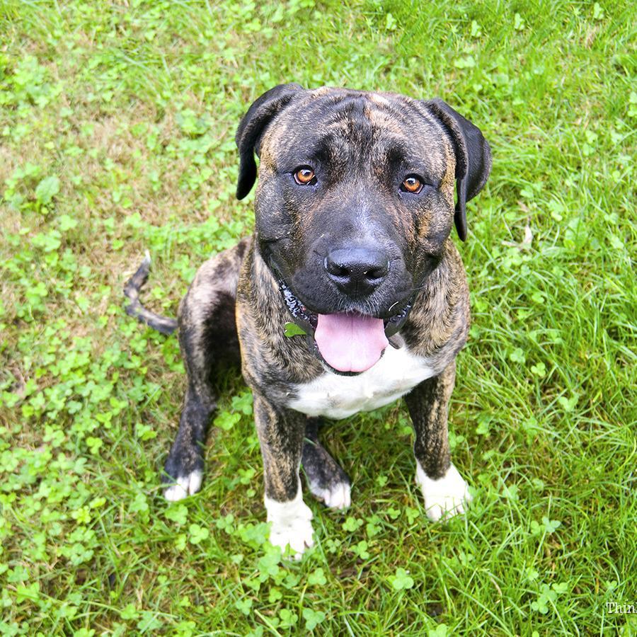 Guanche Names for Dogs
