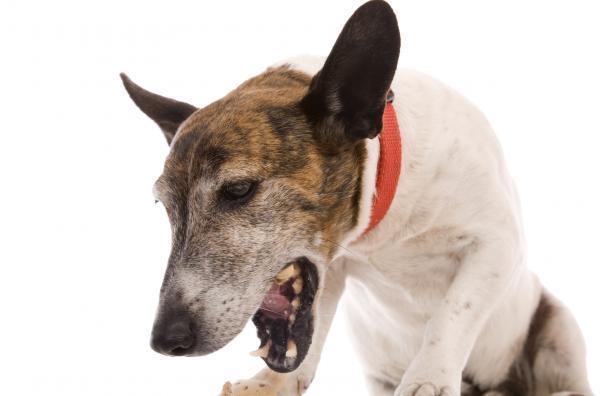 Enteritis in Dogs - Causes, Symptoms and Treatment