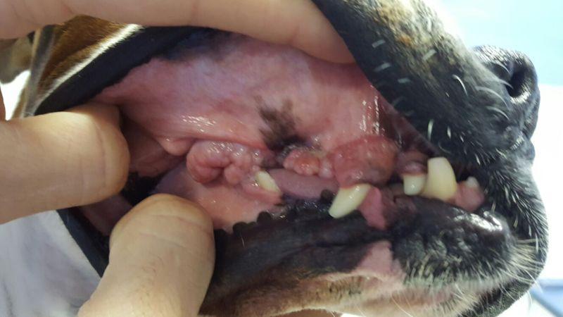 What Is Canine Melanoma? - Symptoms, Types, Diagnosis & Options