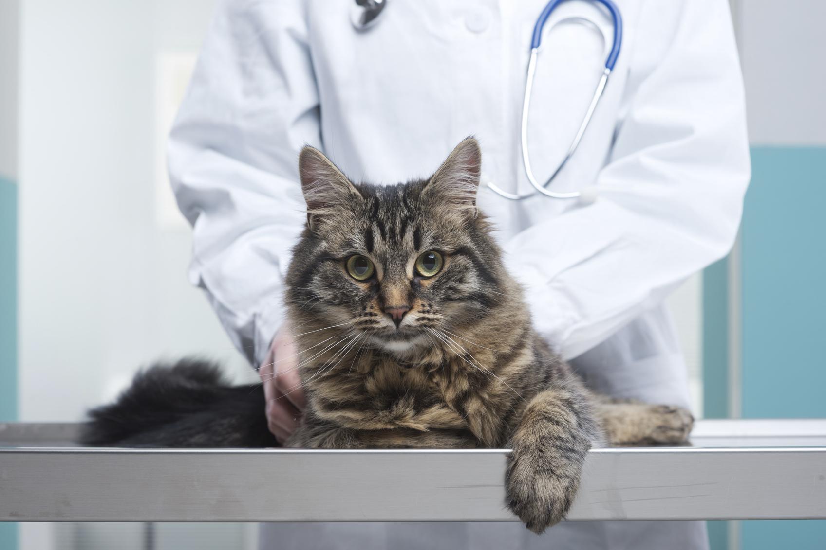 Cushing Disease in Cats - Symptoms, Treatment, Pictures