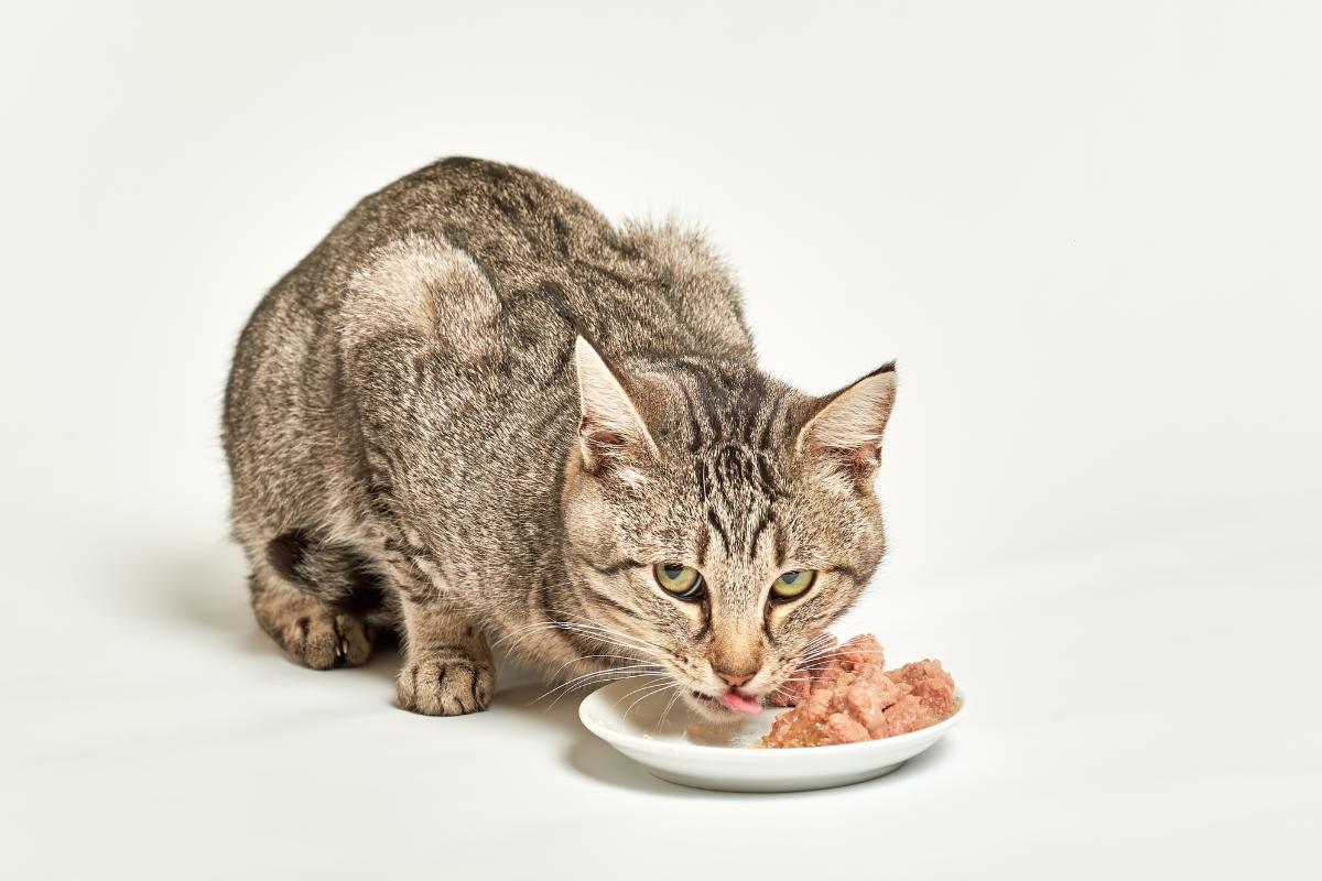 Vitamin A for Cats - Importance, Deficiency & Safe Dietary Sources