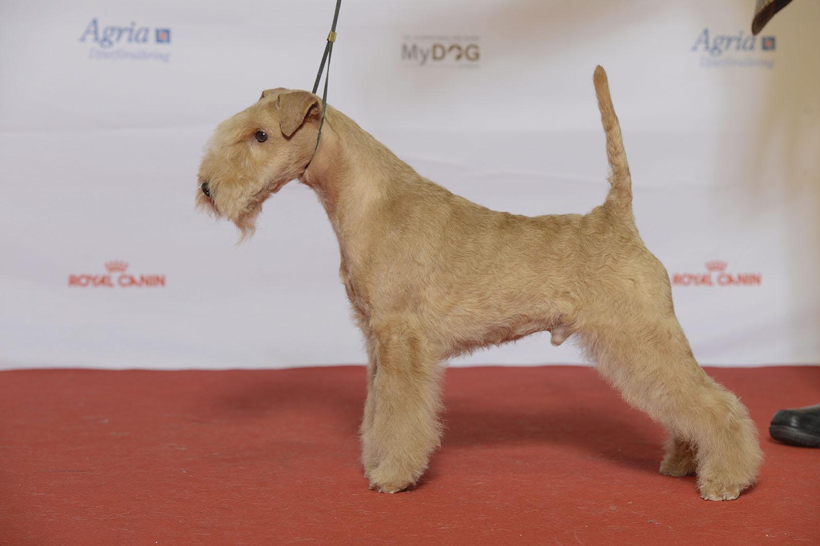 Vulnerable Native Dog Breeds in the UK - Updated 2022 List With Photos