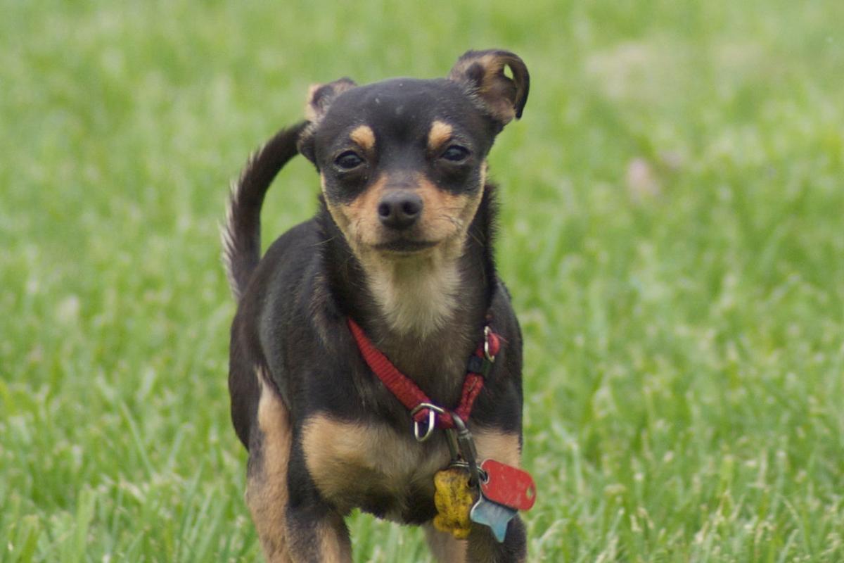 Vulnerable Native Dog Breeds in the UK - Updated 2022 List With Photos