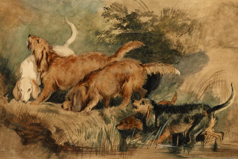 Vulnerable Native Dog Breeds in the UK - Updated 2022 List With Photos