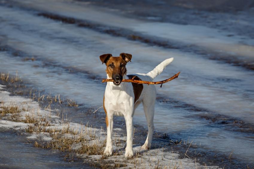 Vulnerable Native Dog Breeds in the UK - Updated 2022 List With Photos