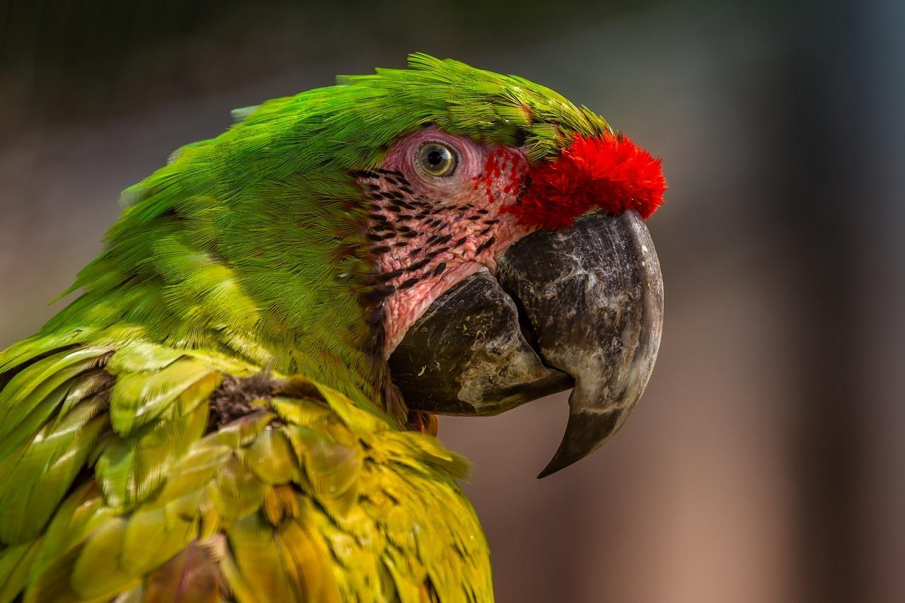 Frugivorous Animals - Animals That Eat Fruit Examples With Photos