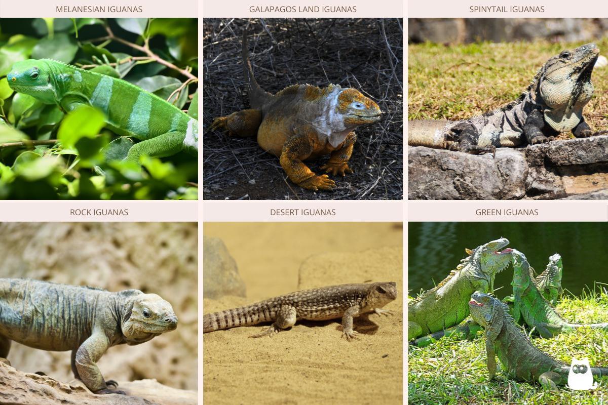 Where Do Iguanas Live? - Iguana Distribution and Habitat