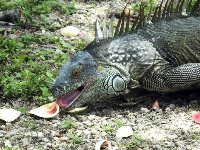 Frugivorous Animals - Animals That Eat Fruit Examples With Photos