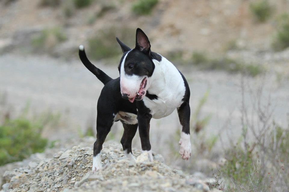 Vulnerable Native Dog Breeds in the UK - Updated 2022 List With Photos