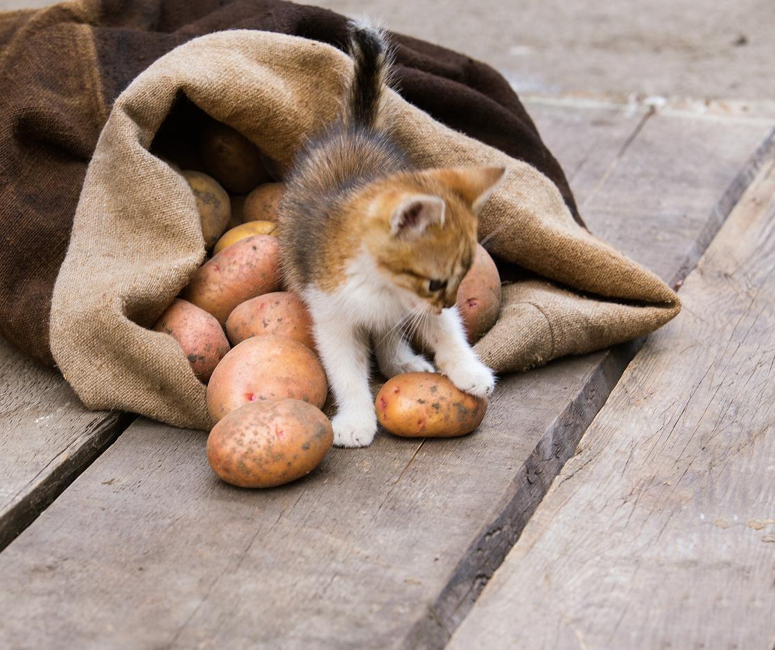 Can Cats Eat Potatoes? - Benefits and Risks