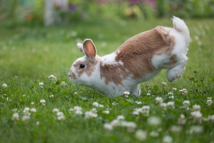 The 50 Most Poisonous Plants for Rabbits