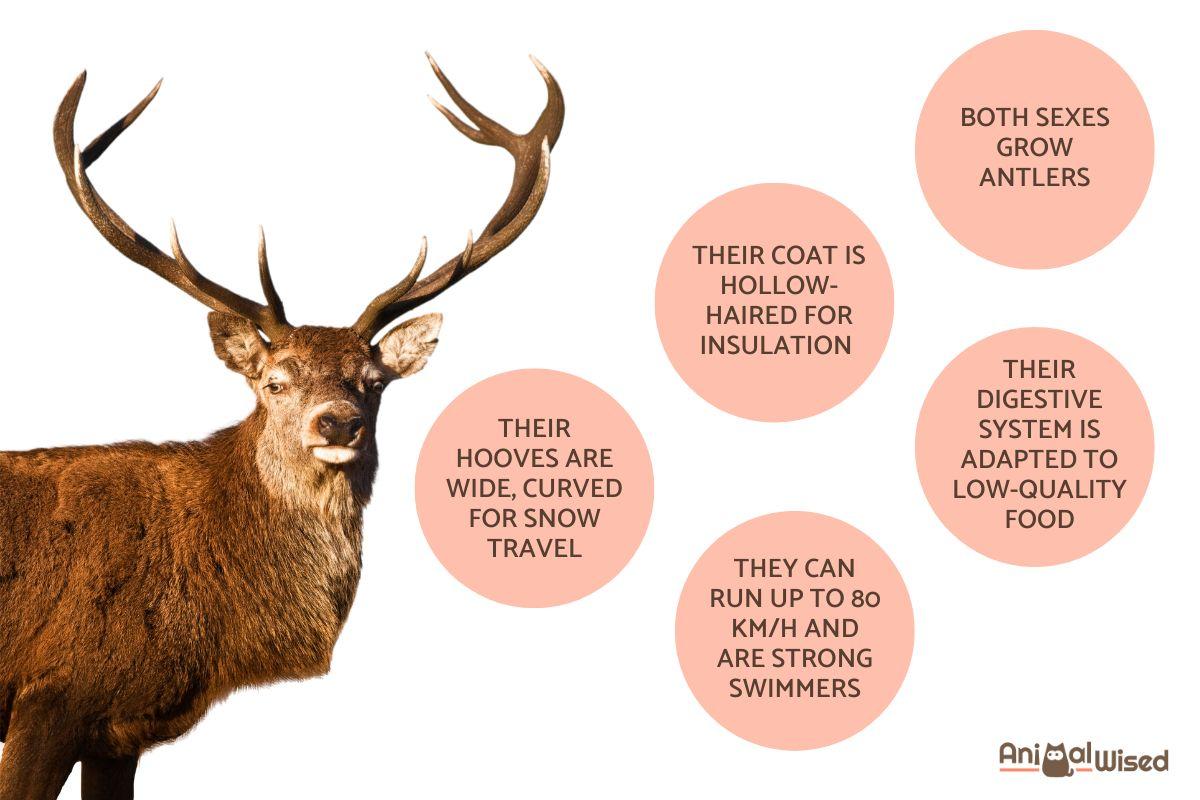 Different Types of Reindeer - Classification, Characteristics & Fun Facts