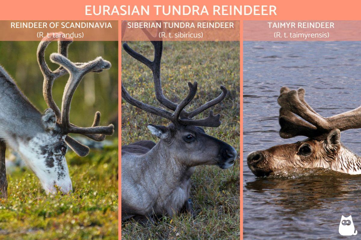 Different Types of Reindeer - Classification, Characteristics & Fun Facts