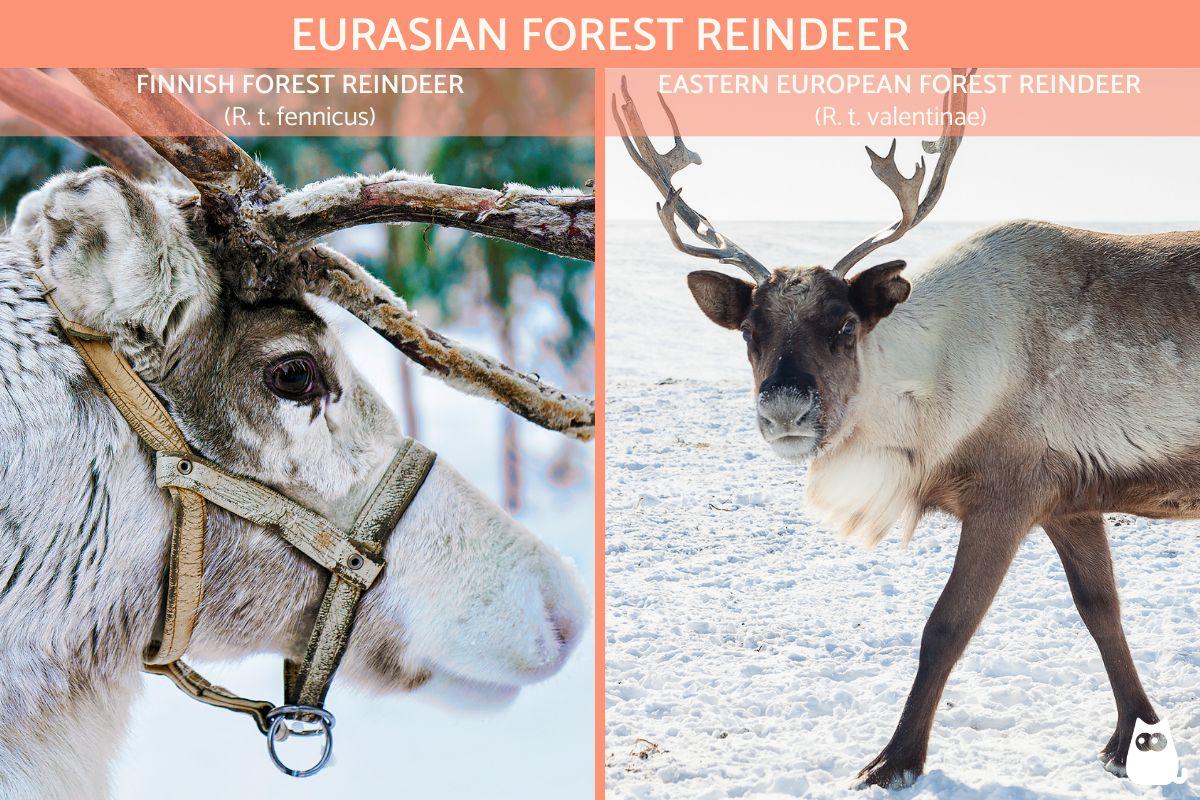 Different Types of Reindeer - Classification, Characteristics & Fun Facts