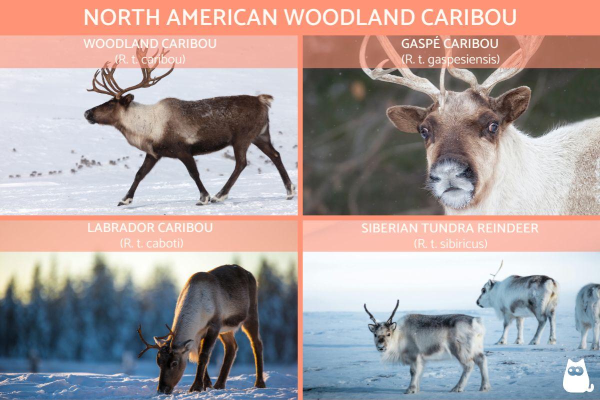 Different Types of Reindeer - Classification, Characteristics & Fun Facts