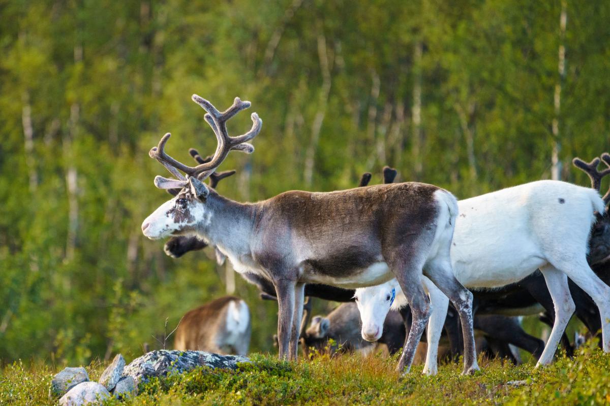 Different Types of Reindeer - Classification, Characteristics & Fun Facts