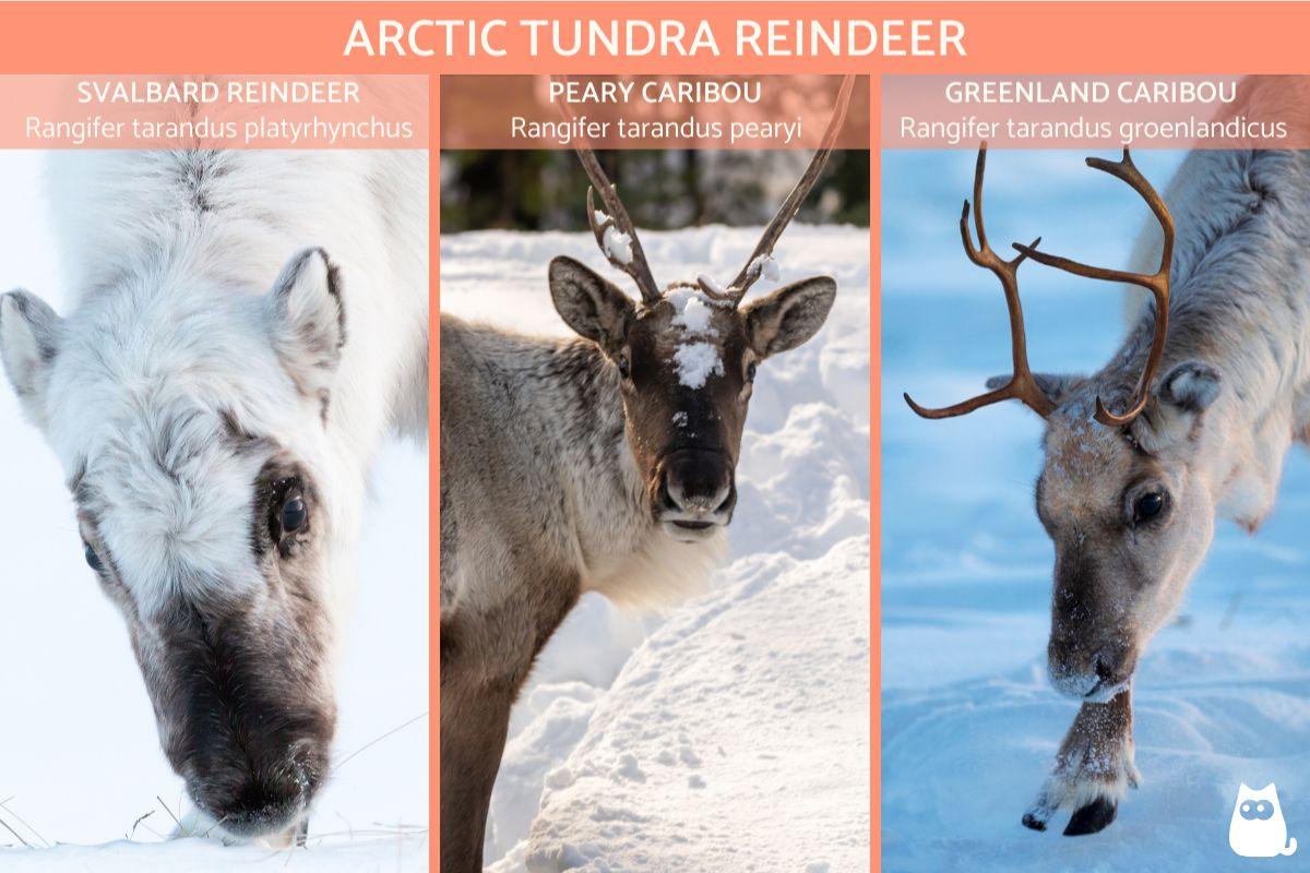 Different Types of Reindeer - Classification, Characteristics & Fun Facts