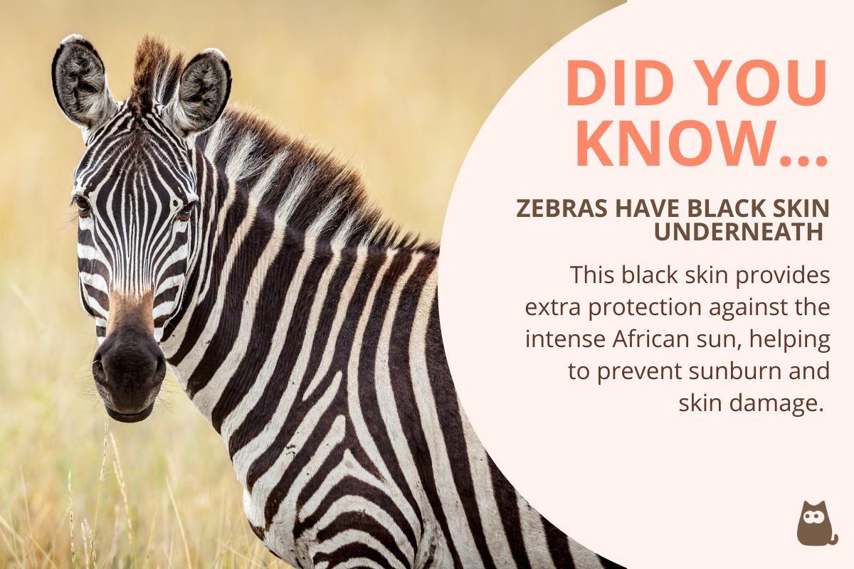 10 Fun Facts About Zebras You Didn't Know