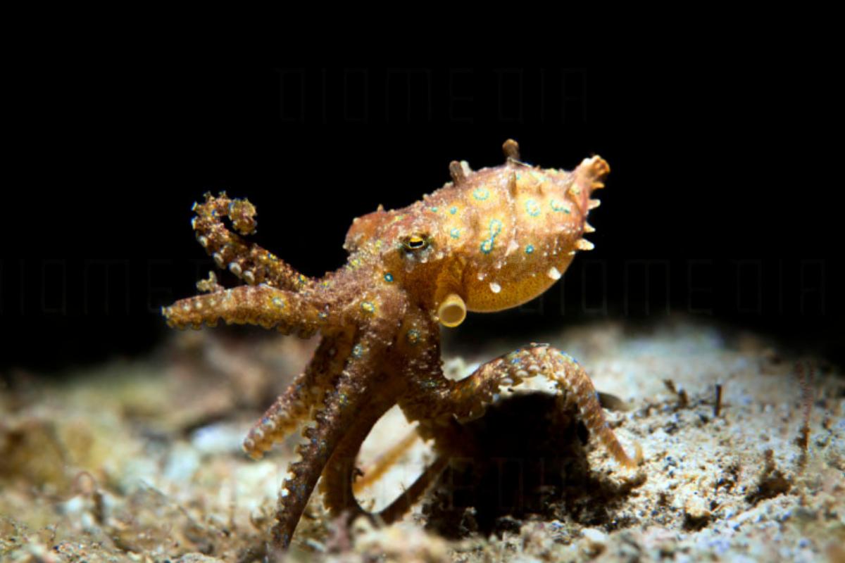 What Do Blue Ringed Octopus Eat? - Blue-ringed Octopus Facts