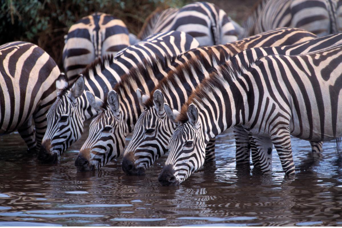 10 Fun Facts About Zebras You Didn't Know
