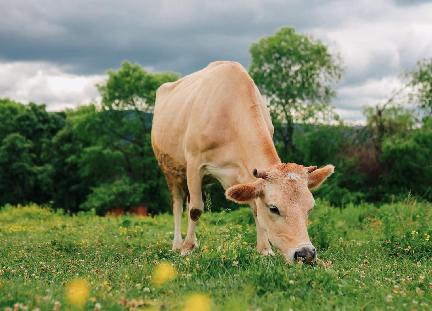What Do Cows Eat Besides Grass? - Diet and Digestive System of Cows and ...