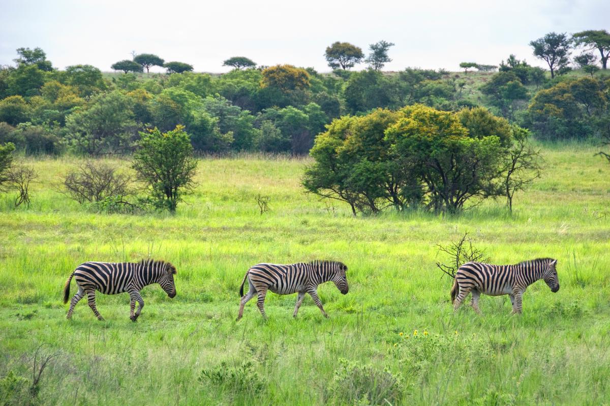 10 Fun Facts About Zebras You Didn't Know