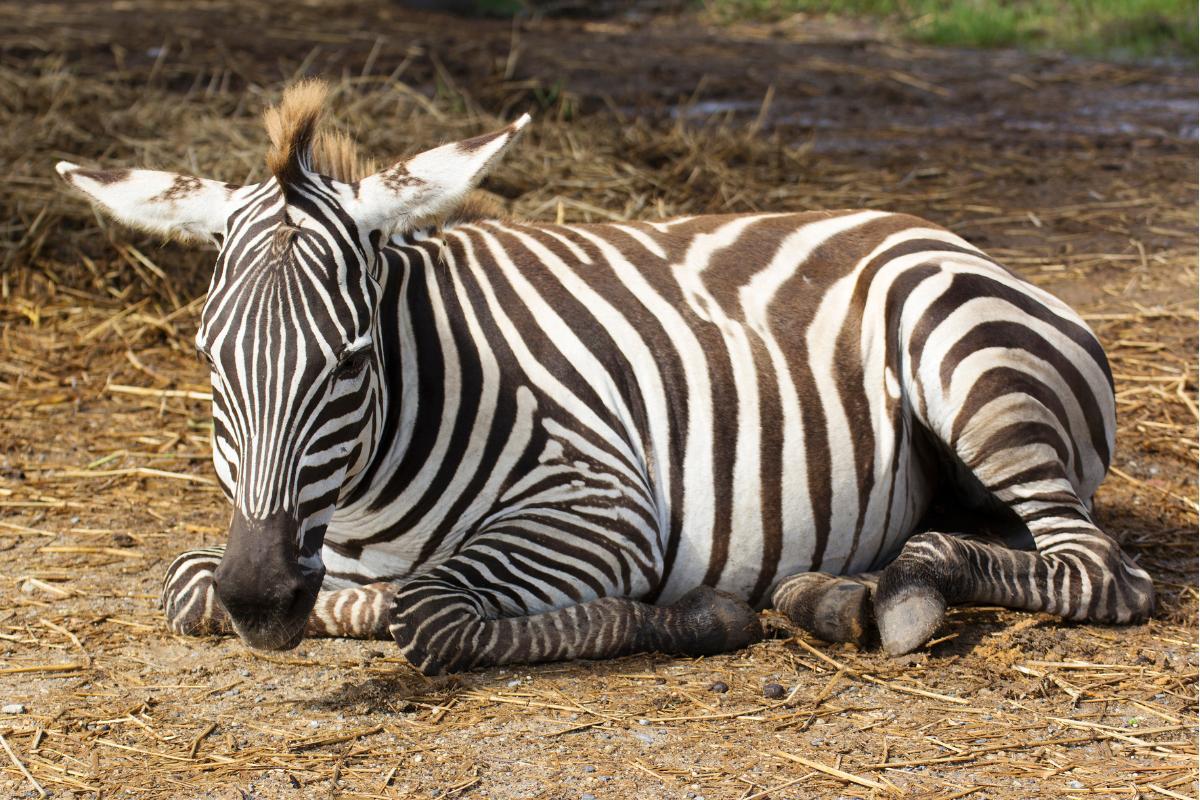 10 Fun Facts About Zebras You Didn't Know