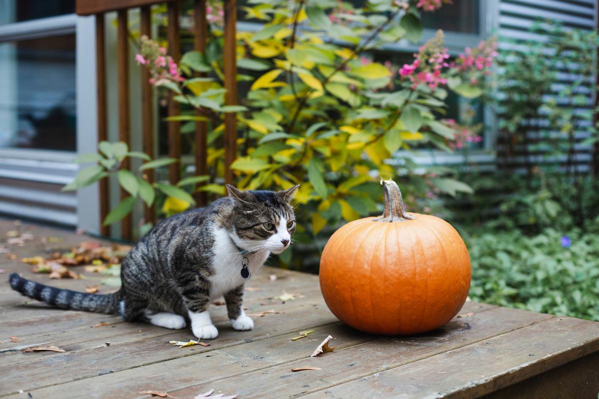 Can Cats Eat Pumpkin? - How Adding Pumpkin to Your Cat's Diet Can ...
