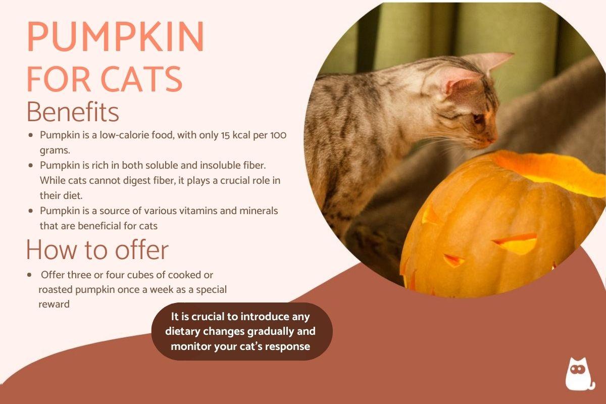 Can Cats Eat Pumpkin? - How Adding Pumpkin to Your Cat's Diet Can ...