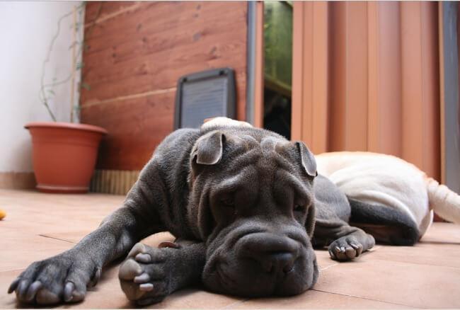 Shar Pei Fever - Causes, Symptoms and Treatment