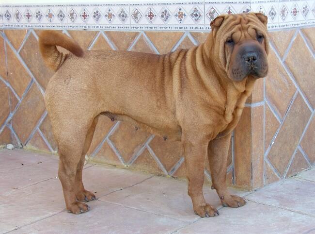 Shar Pei Fever - Causes, Symptoms and Treatment